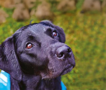 BSS Guide Dog puppy Brian is settling in well! - Beyond Surface Solutions