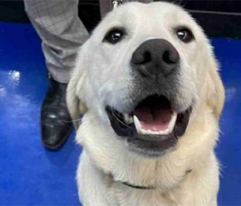 BSS guide dog Hilda is making ‘pawsome' progress