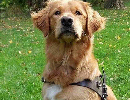 A ROUND OF A-PAWS FOR BSS GUIDE DOG BRIAN ON HIS FIRST-YEAR MILESTONE! – Beyond Surface Solutions